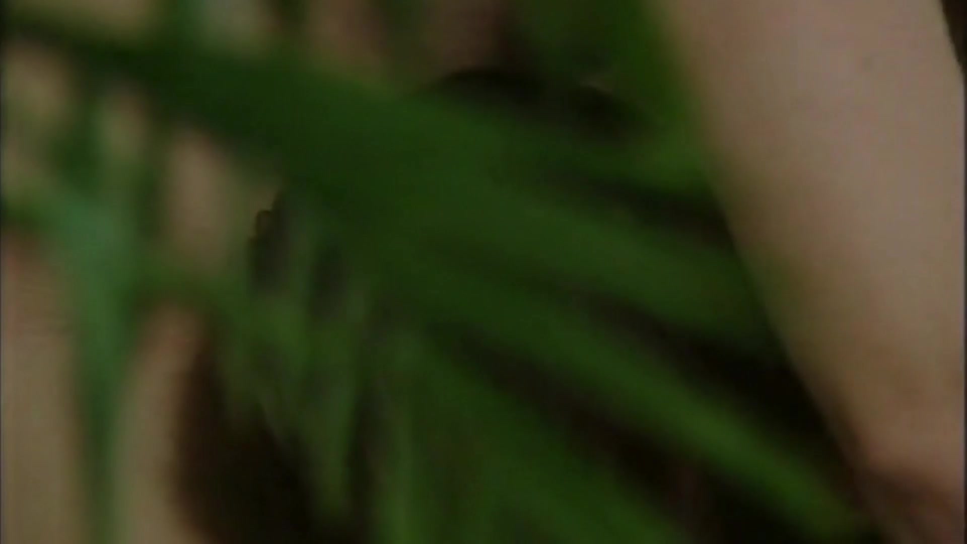 Bud Lees Sex Crazed Runway Models Streaming Video On Demand Adult Empire